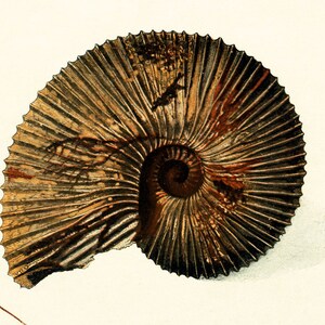 1908 Antique Ammonite Crawfish Print, Original Antique Fossil ...