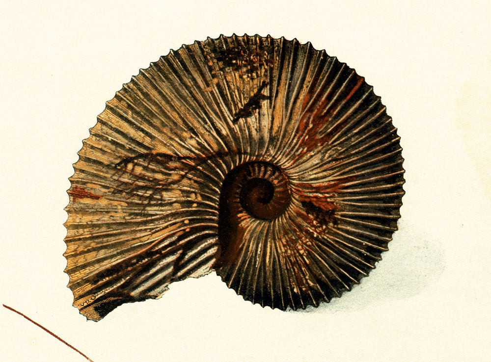 1908 Antique Ammonite Crawfish Print Original Antique Fossil - Etsy