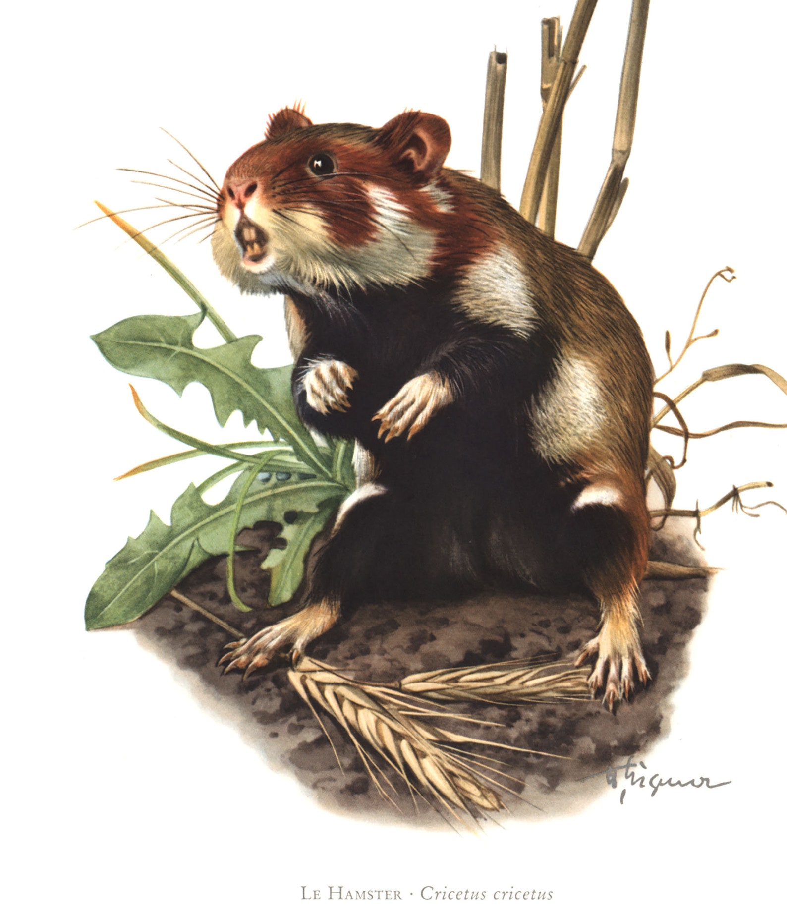 1974 Hamster Vintage Illustration, Small Rodent Art Print, Wild Fauna ...