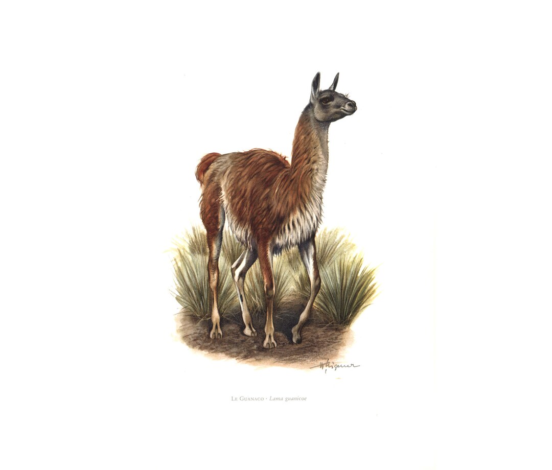 1974 Guanaco Vintage Illustration, South America Art Print, Wild Animal ...