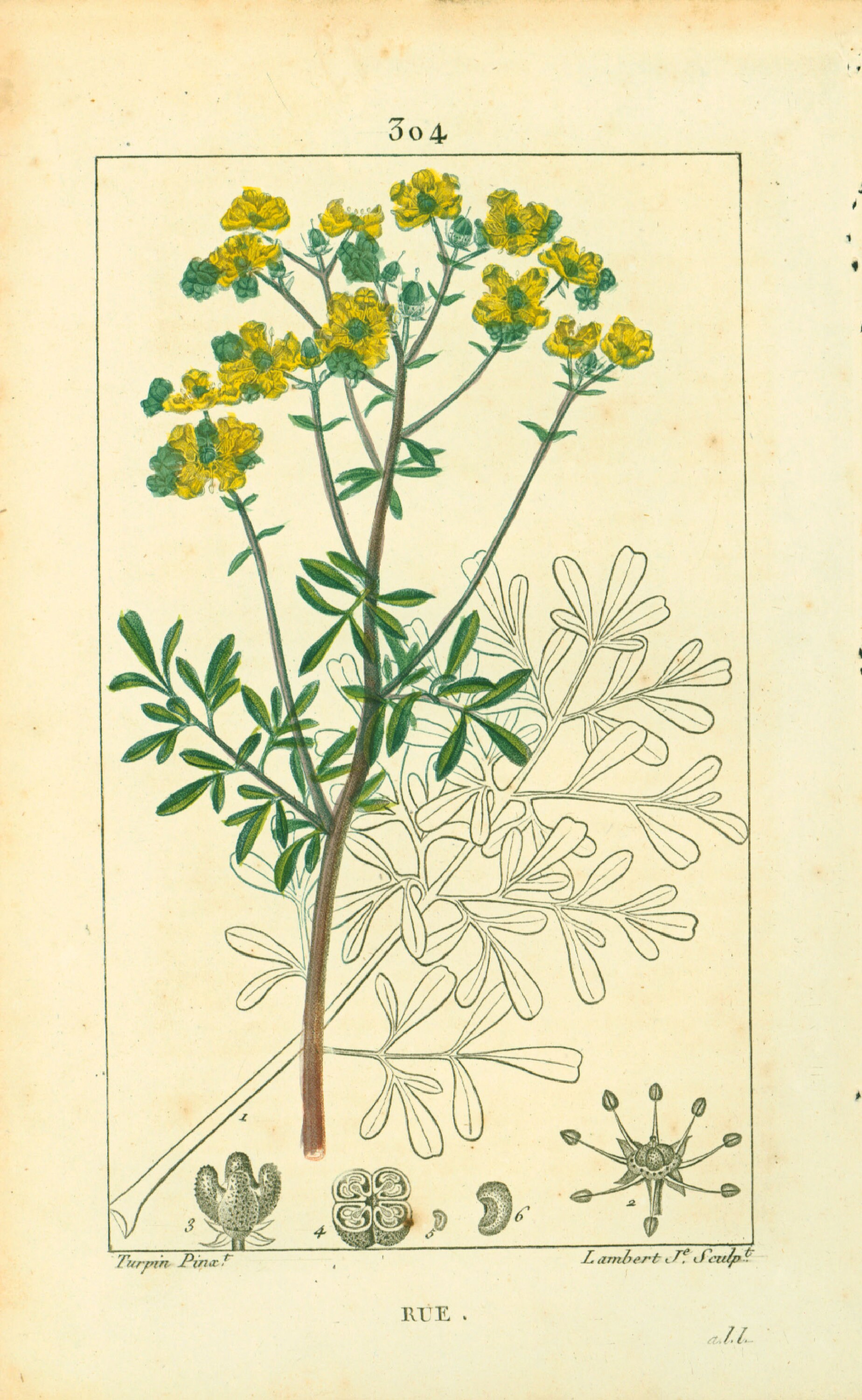 Usi Della Ruta Graveolens Ruta Sommità Erba Aromatica Per Usi