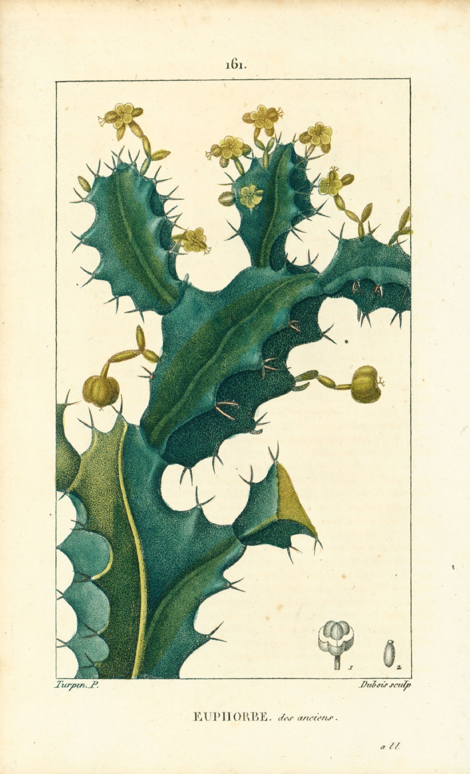 181 4antique Euphorbia Candelabrum Candelabra Tree Print Herbal Natural ...
