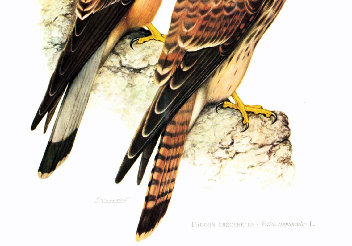 1969 Falcon Kestrel Wall Art Falcon Print Bird of Prey | Etsy