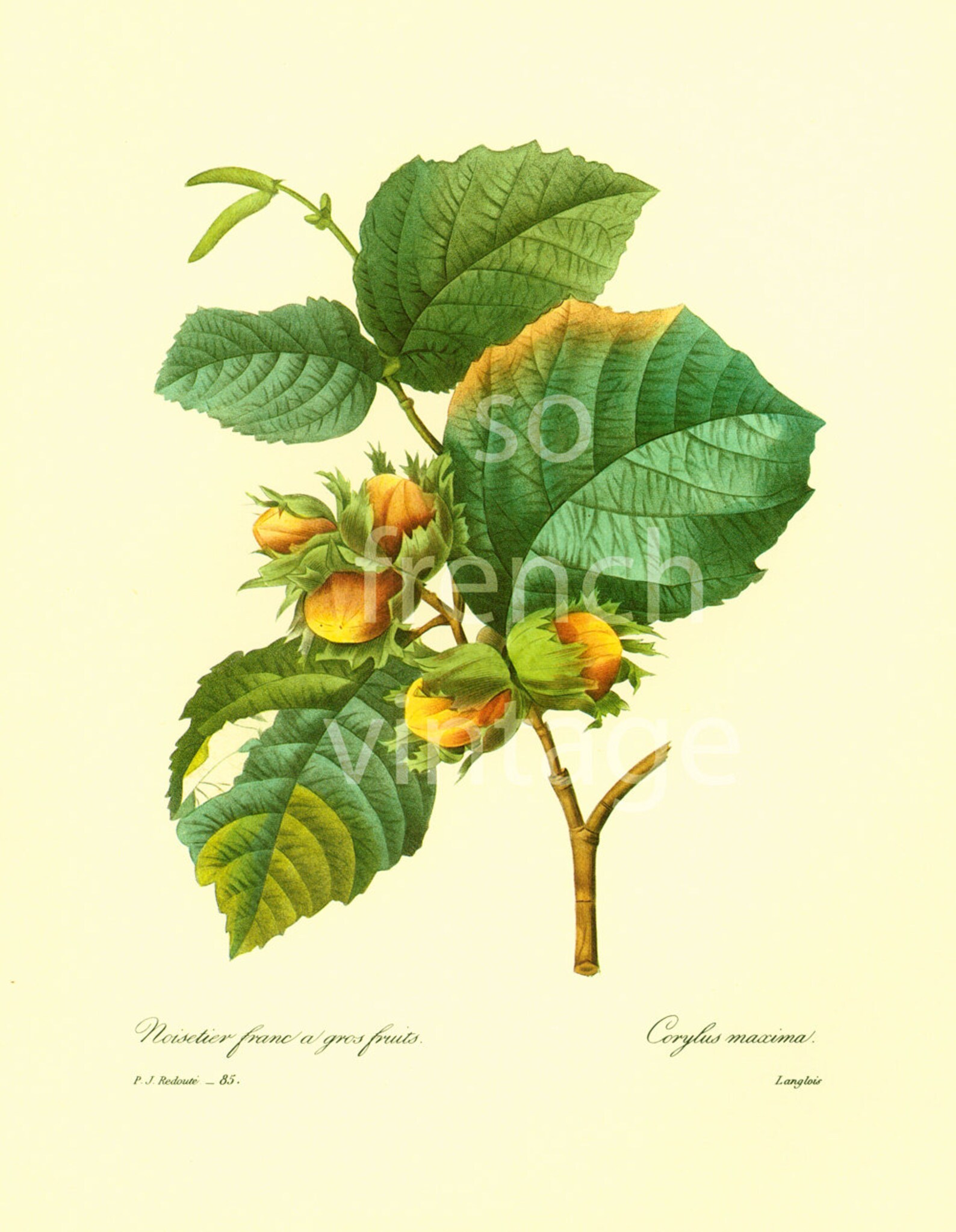 Hazel Tree Print Hazelnut Large Size Redoute Botanical Print - Etsy