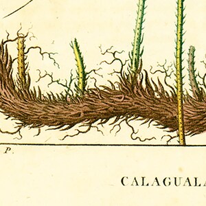 1814 Calaguala Kalawalla Ferns Antique Print Herbalism Plant Natural ...