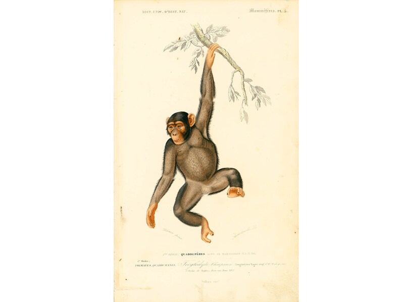 1861 Monkey Chimpanzee Original Antique Print Zoology | Etsy