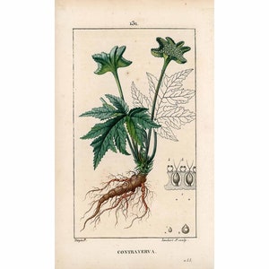 1831 Antique Dorstenia Contrayerva Print Native Plant Natural History ...
