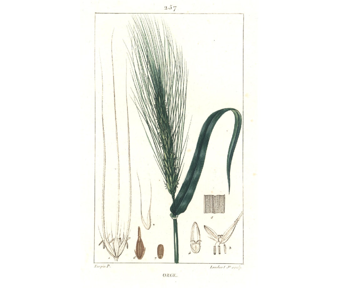 1831 Barley Grain Antique Print Hordeum Vulgare Plant Natural History ...