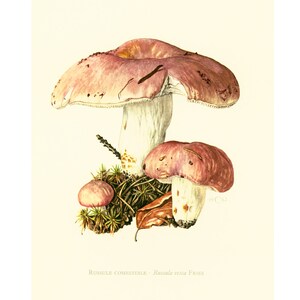 1962 Russula Vesca Bare-toothed Russula the Flirt Fungi Art Print ...