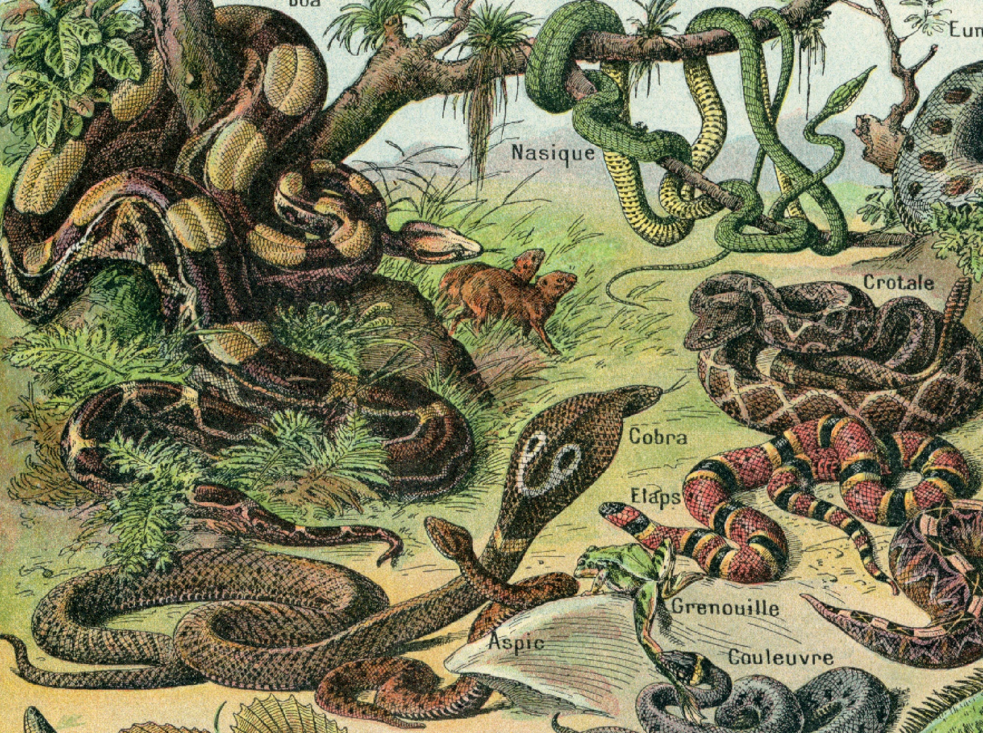 1930 Reptiles Antique Print French Larousse Illustration - Etsy