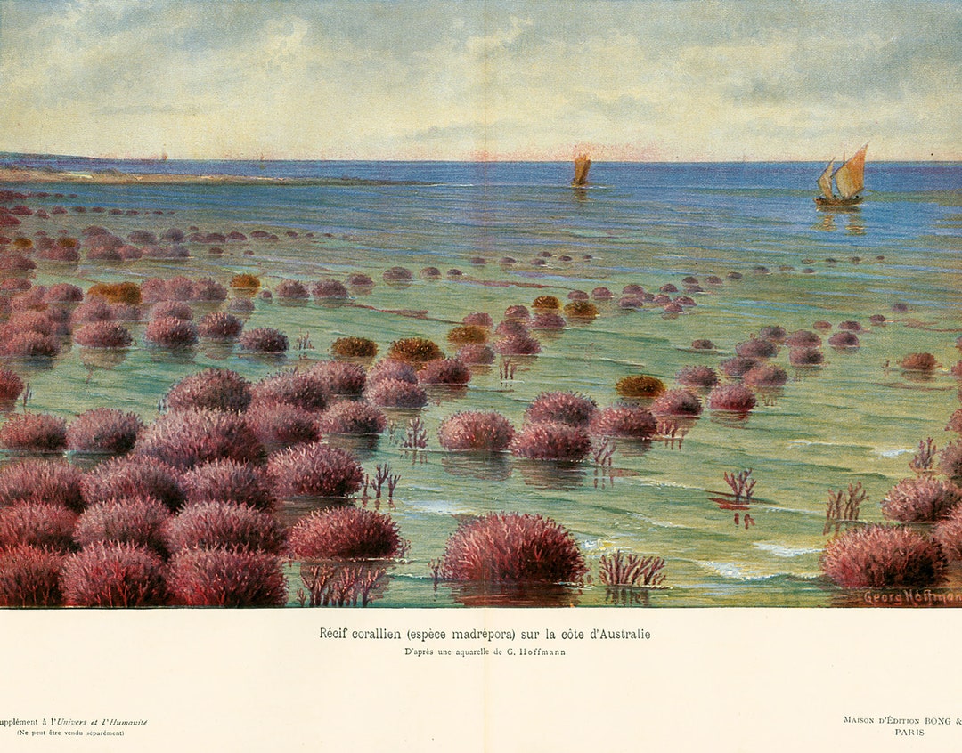 1908 Great Barrier Reef Australia Tropics Marine Landscape Large ...