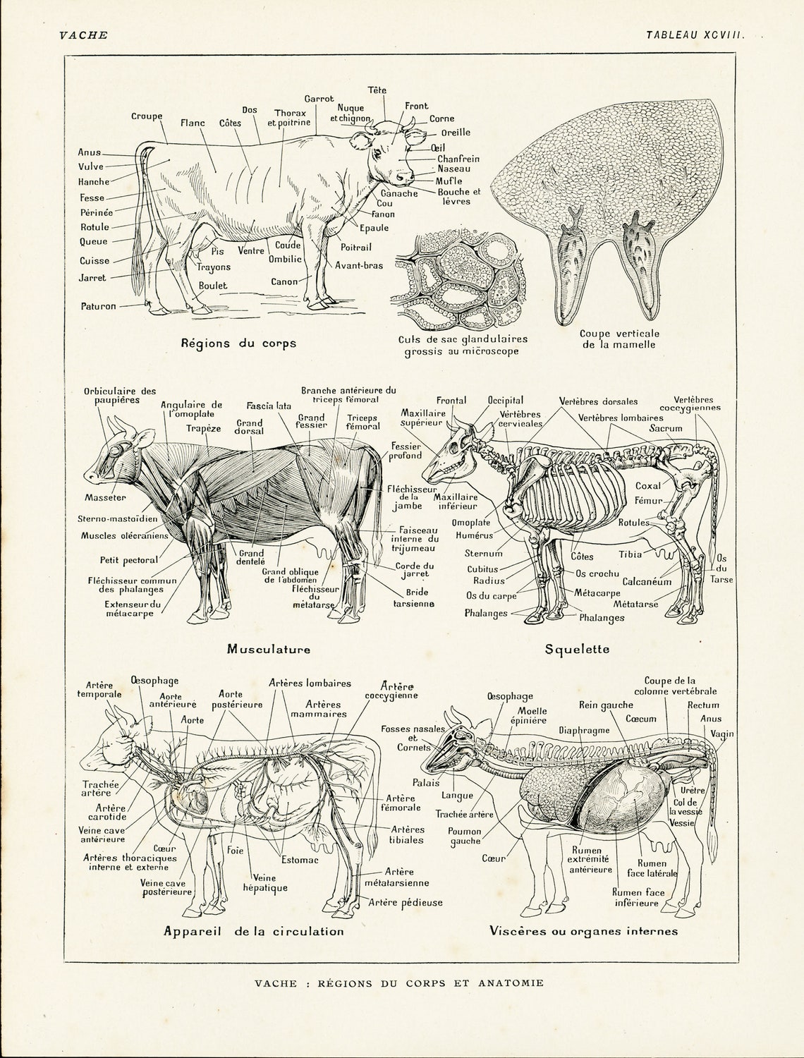 1922 Vache Bovin Bovidés Anatomie Animale. Vétérinaire. - Etsy France