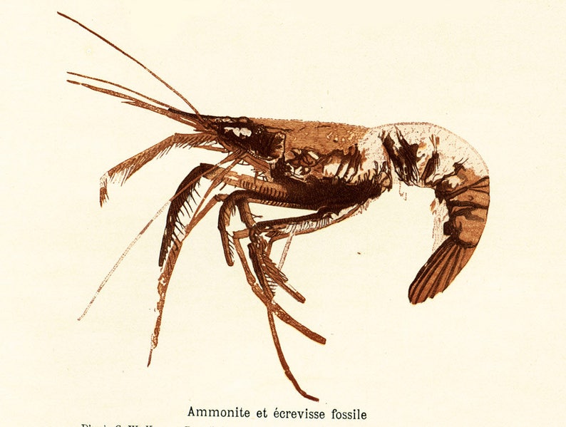 1908 Antique Ammonite Crawfish Print Original Antique Fossil - Etsy