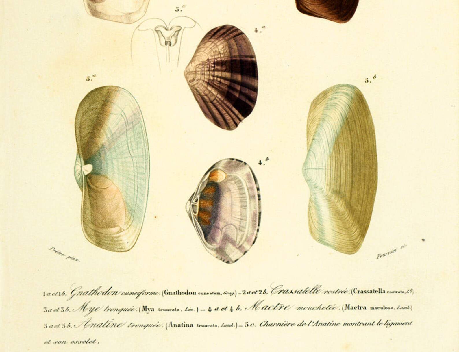 1861 Antique Shell Print Original Clams Lithograph Orbigny - Etsy