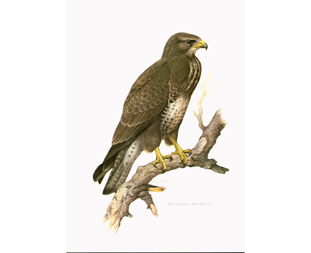 1969 Common Buzzard Bird Prints Vintage Illustration Ornithology Nature ...