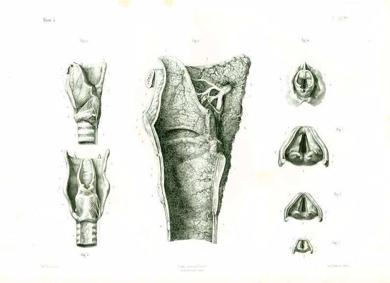 1836 Voice Box Human Larynx Print Olfactory System Nasal | Etsy