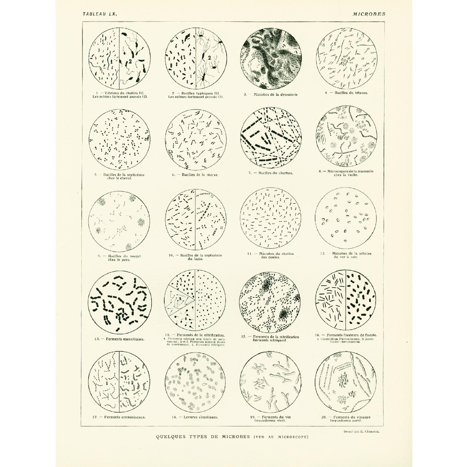 1922 Microbes Bacillus Germs Antique Large Size Illustration Original ...