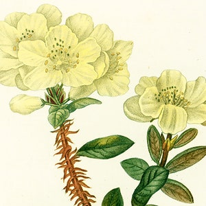 1814 Antique Rhododendron Print Flowers Herbal Natural History ...