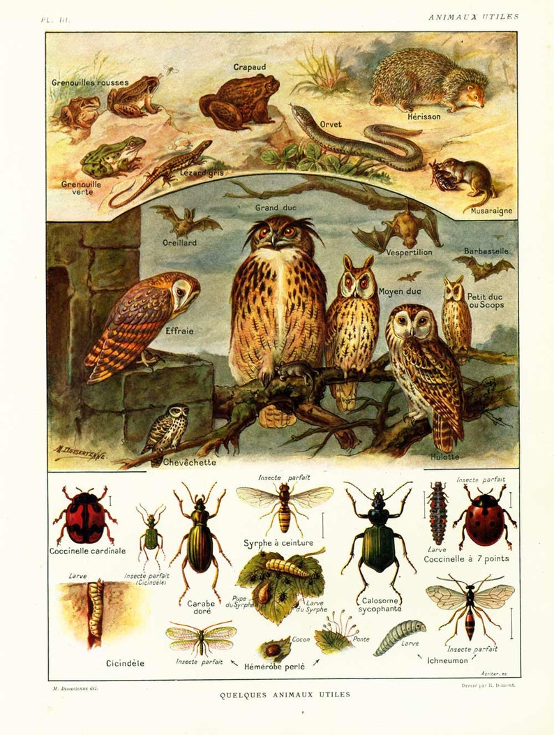 1922 Beneficial Animals & Insects Print, Antique Illustration ...