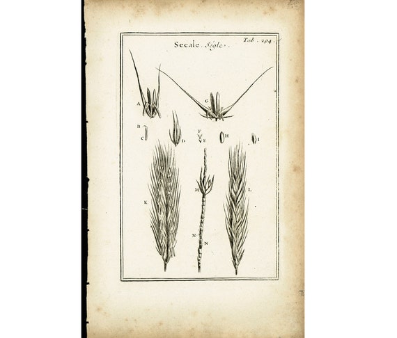 1797 Antique Rye Print Corn Cereal Grain Botanical Farming | Etsy