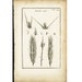 1797 Antique Rye Print Corn Cereal Grain Botanical Farming Agriculture ...