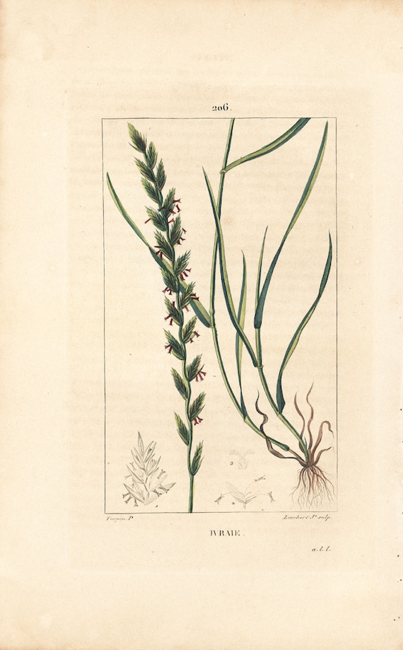 Poison Grass Drawing