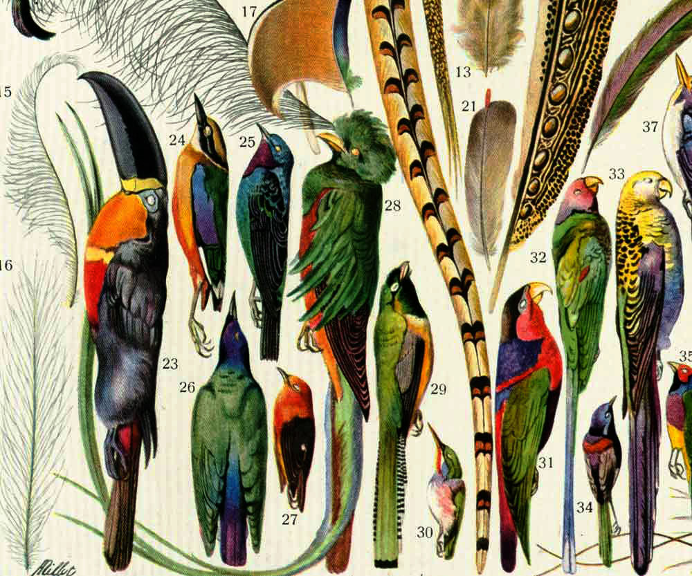 1933 Large Antique Feather Print. Original Color Lithograh. Larousse ...
