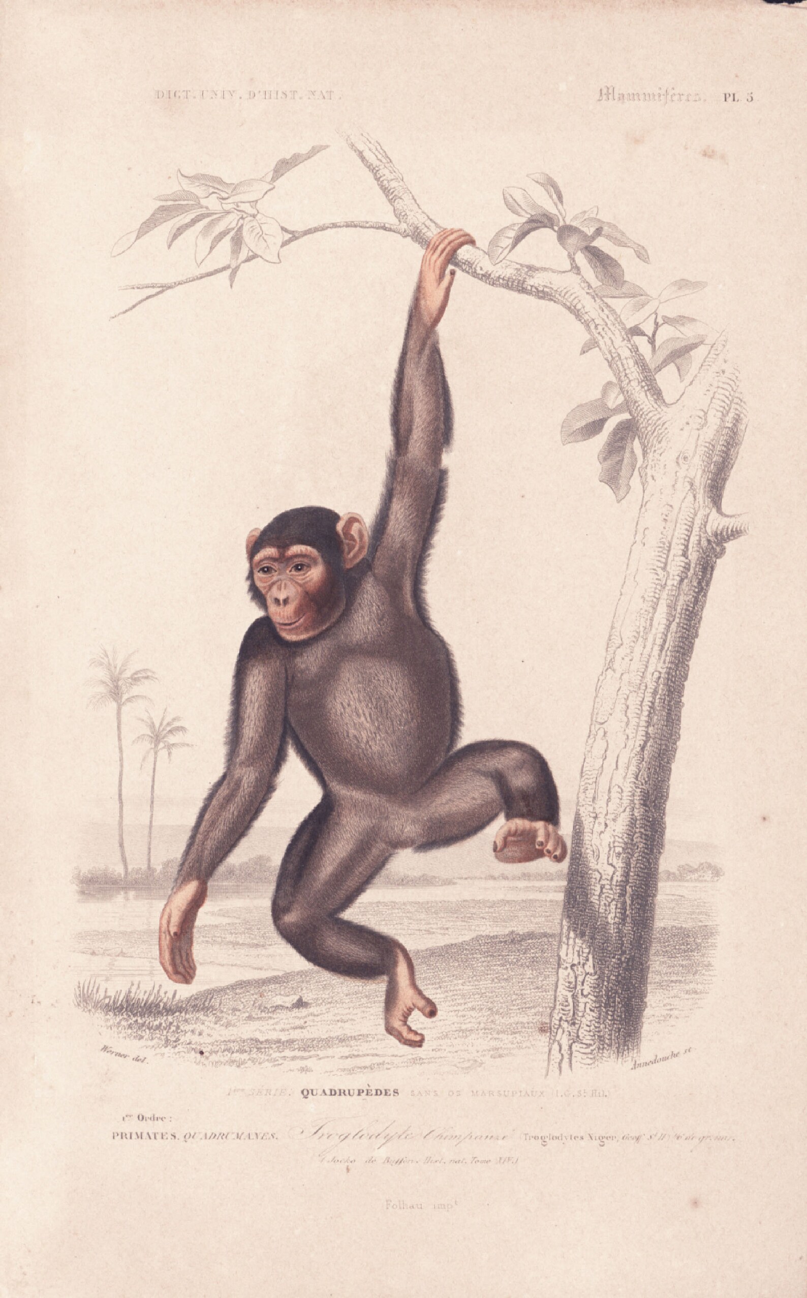1861 Monkey Chimpanzee Original Antique Print Zoology | Etsy