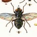 1960 Vintage Housefly Print. House Fly Illustration. Pupae Musca ...