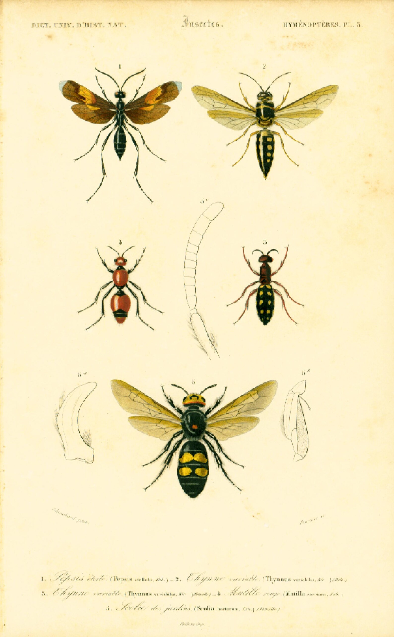 1861 Original Print Wasp Insects Diptera Orbigny Antique Print Hand ...