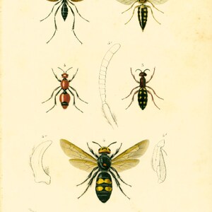 1861 Original Print Wasp Insects Diptera Orbigny Antique Print Hand ...