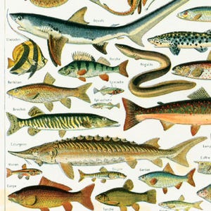 1930 Antique Fish Chart Ichtyology Identification Authentic 1930s Print ...