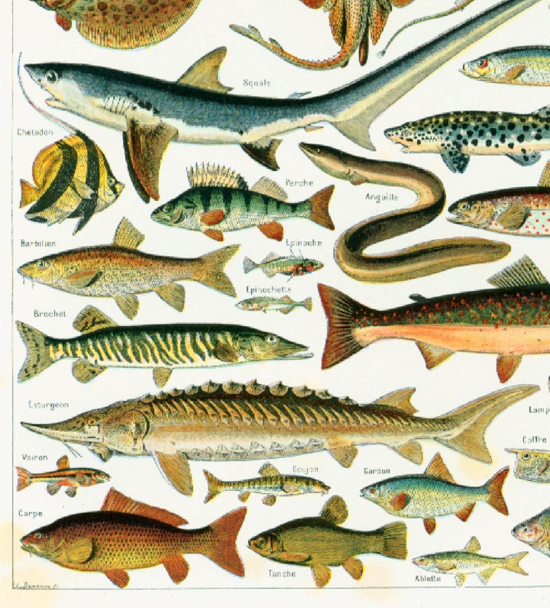 1930 Antique Fish Chart Ichtyology Identification Authentic 1930s Print ...
