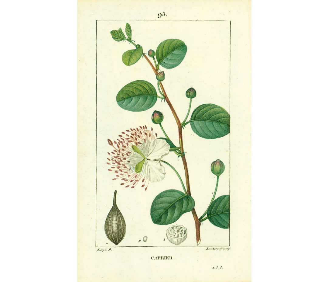 1831 Antique Capers Print Aromatic Condiment Plant Natural History ...