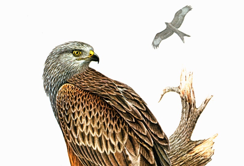 1969 Milan Royal Rouge mâle Milvus milvus, Illustration ornithologique ...