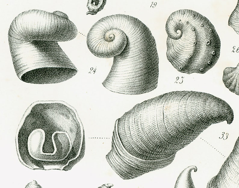 1853 Volutes Snail Whelks Shell Antique Fossil Molluscs XL Ocean Chart ...