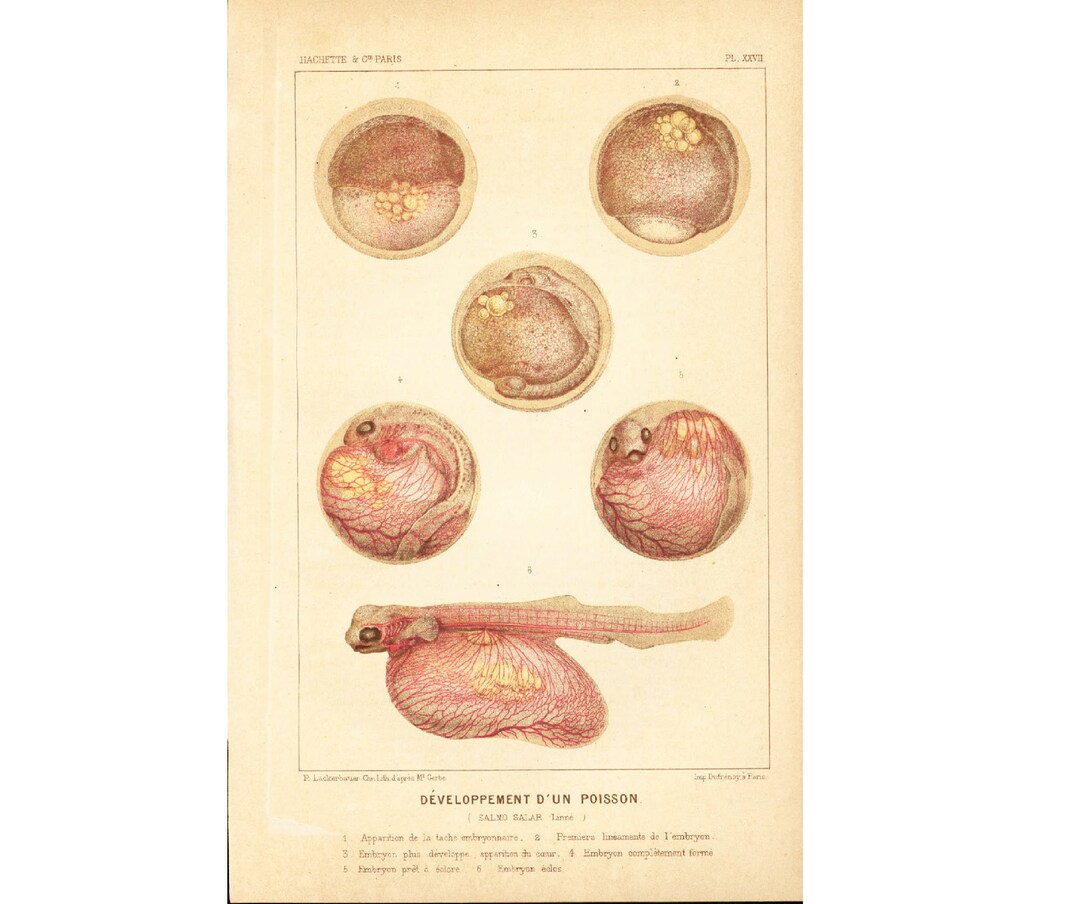 1881 Antique Egg Salmon Life Cycle Reproductive Strategy Print French ...