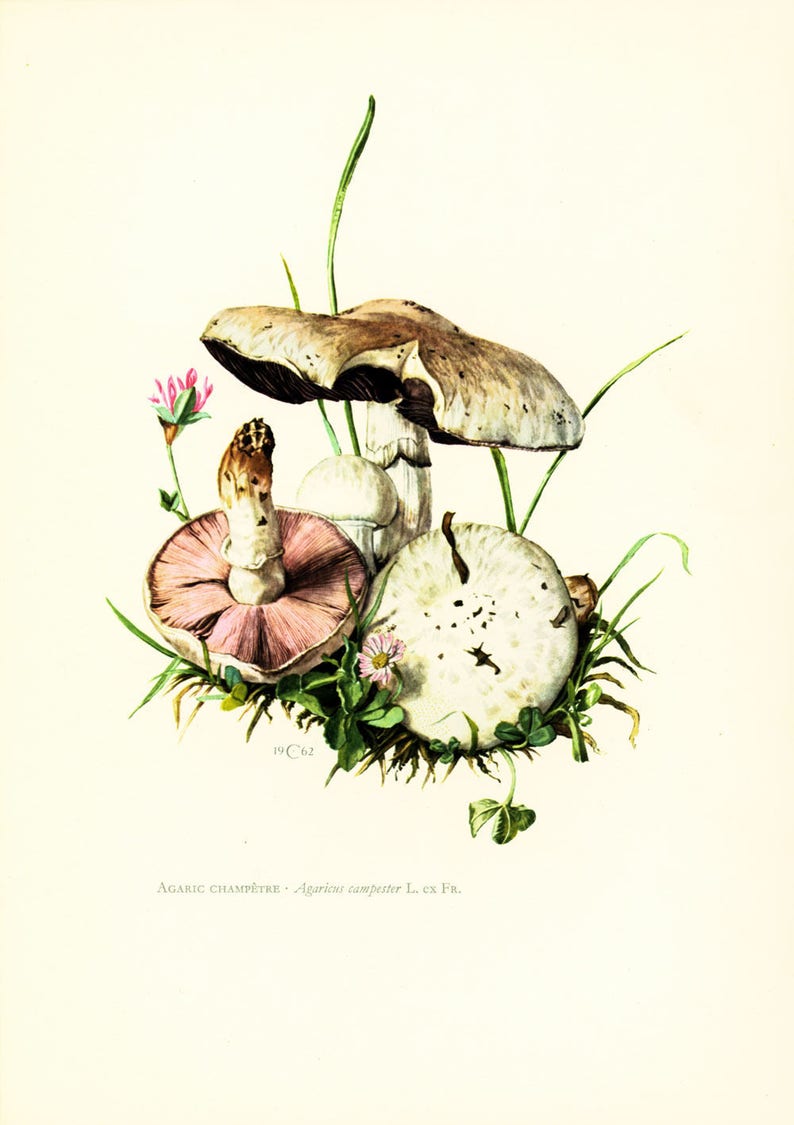 1962 Agaric Champêtre Rosé des Prés. Champignons comestibles. - Etsy France