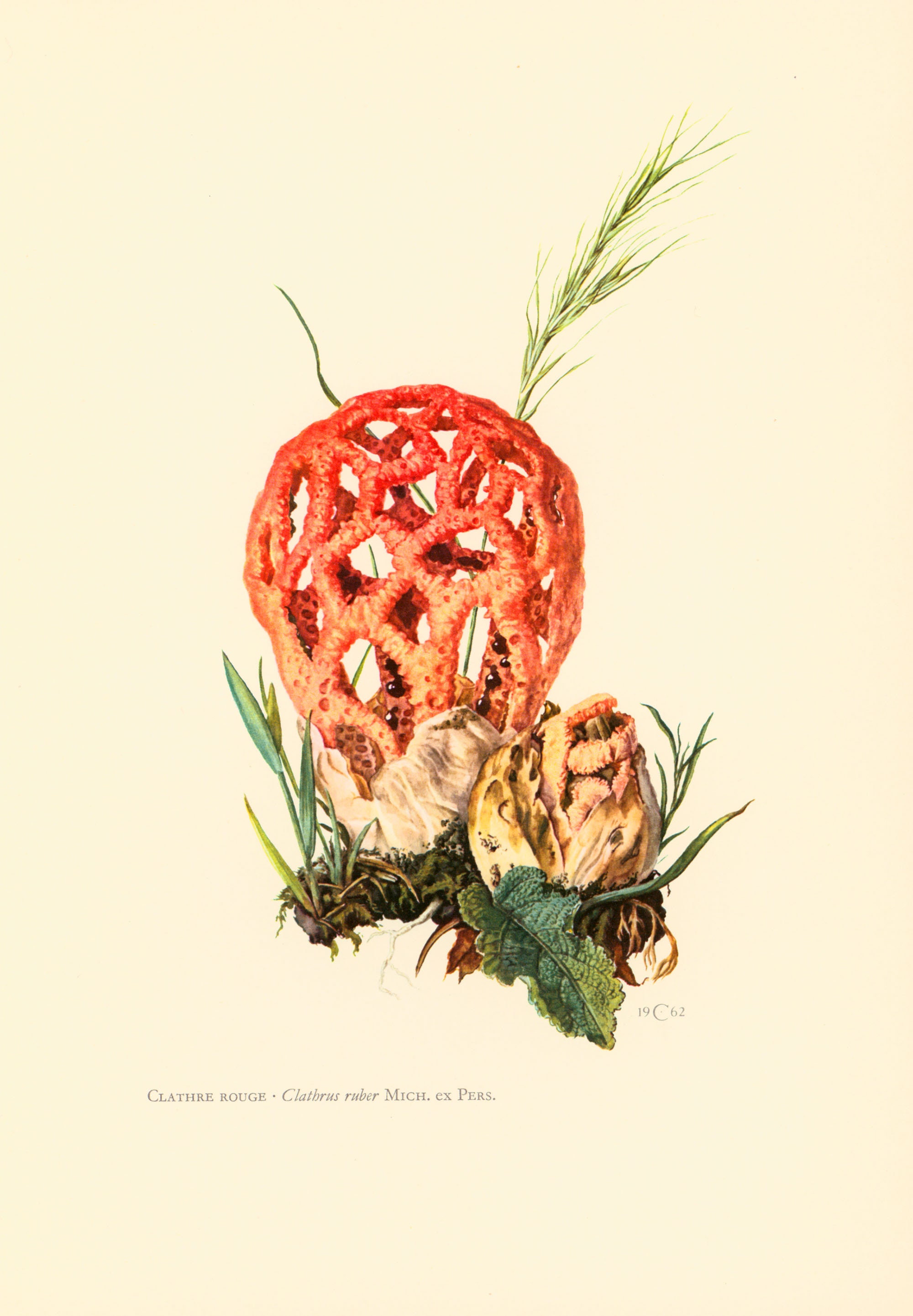 1962 Clathrus Ruber Latticed Stinkhorn the Basket Stinkhorn Red Cage ...