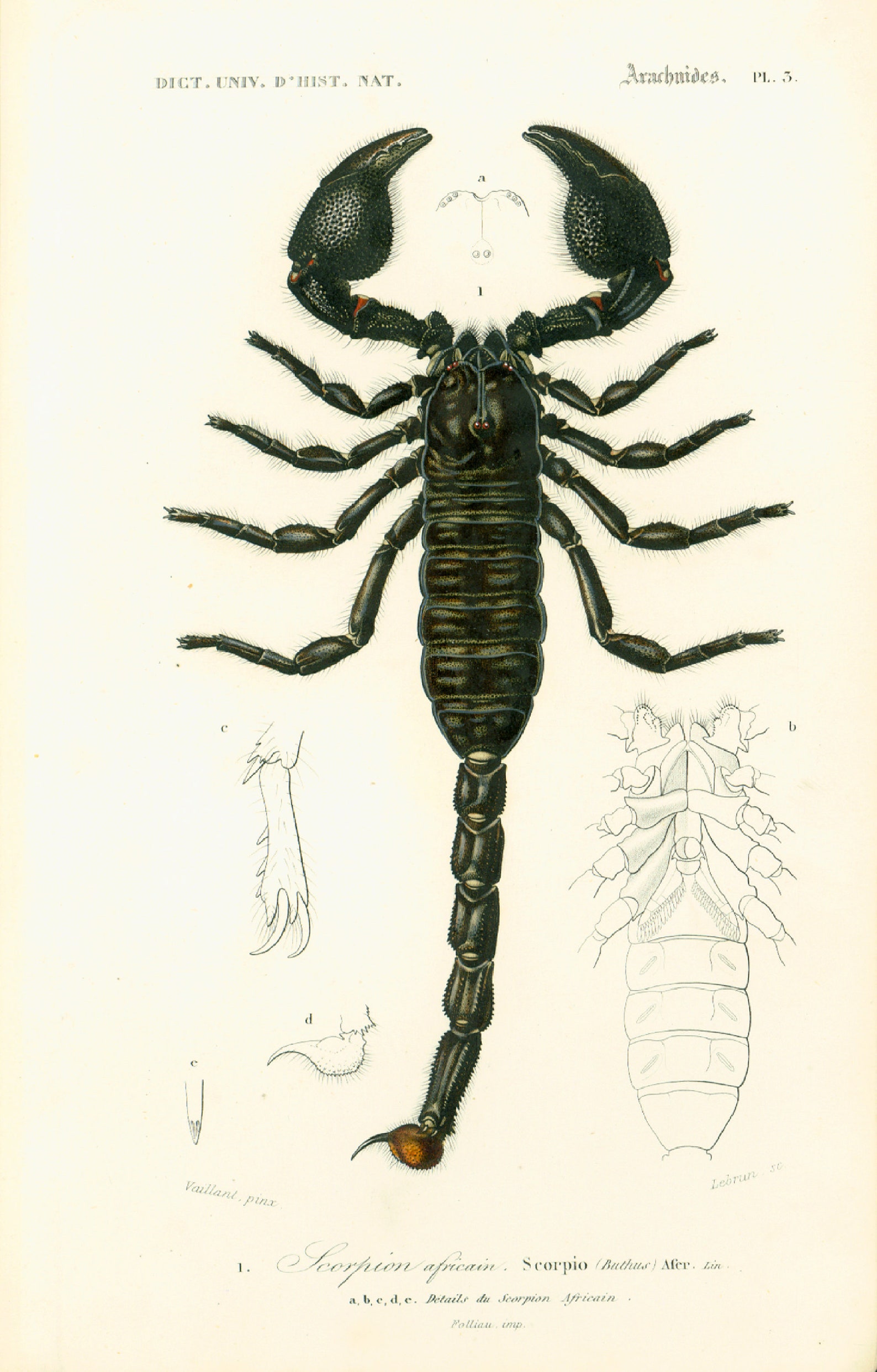 1861 Scorpion Antique Engraving, Orbigny Original Print, French Antique ...