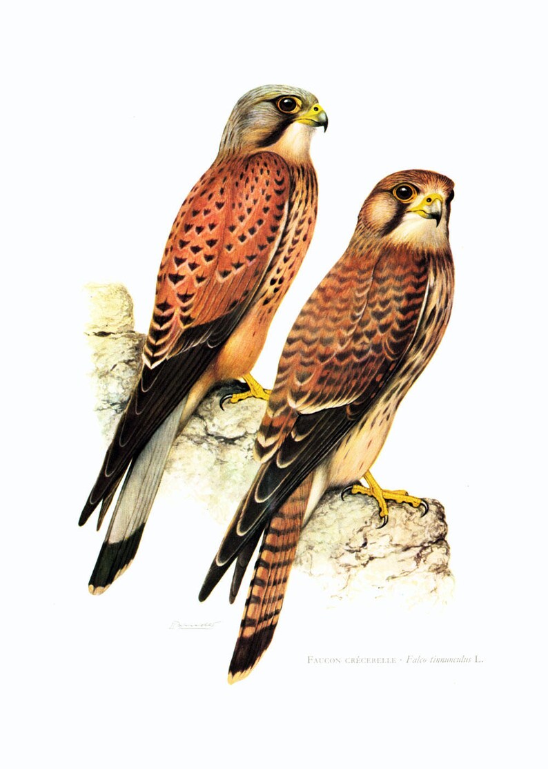 1969 Falcon Kestrel Wall Art Falcon Print Bird of Prey | Etsy