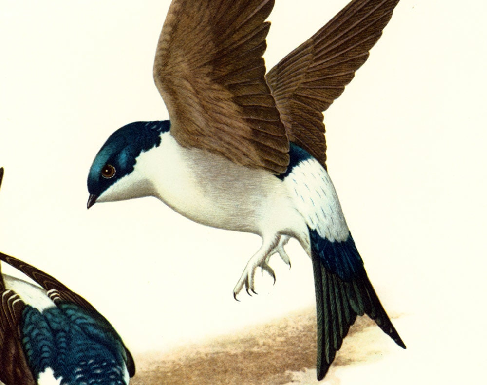 1969 Swallow House Martin Vintage Illustration Bird Print - Etsy