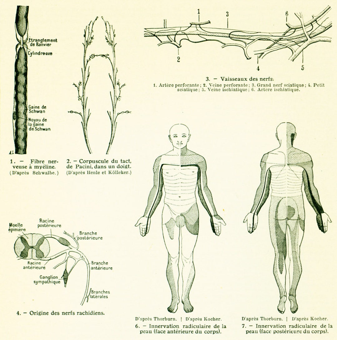 1912 Spinal Cord Antique Print, Nerves, Antique Medicine & Surgery ...