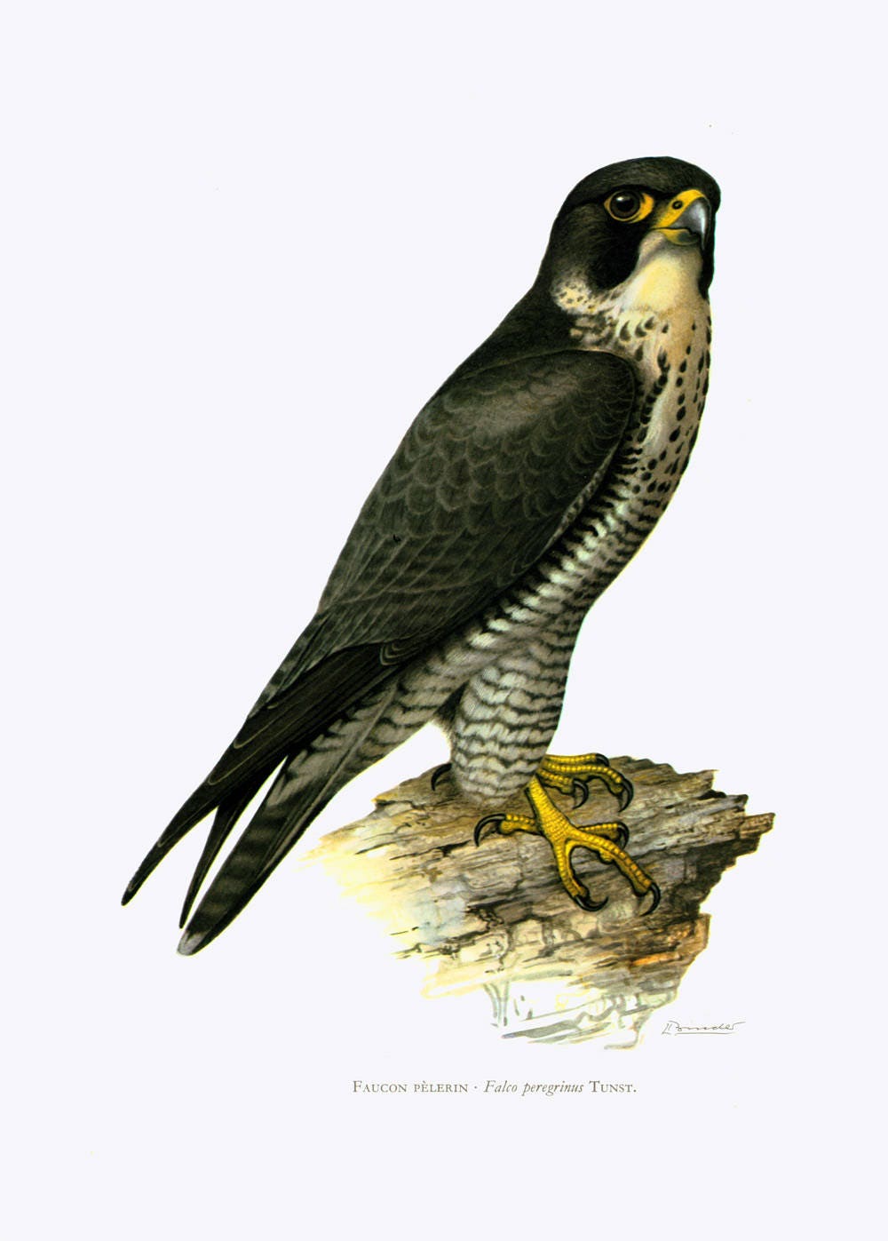 1969 Duck Hawk Print Peregrine Falcon Wall ART Bird of Prey - Etsy