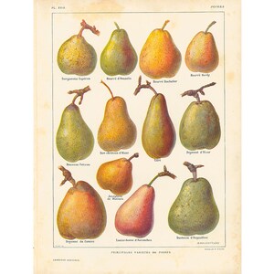 1922 Antique Pear Print Pears Wall Art Vintage Lithograph | Etsy