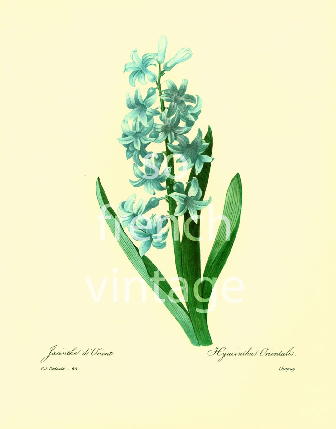 Blue Hyacinth Large Size Illustration Redoute French Botanical Print - Etsy