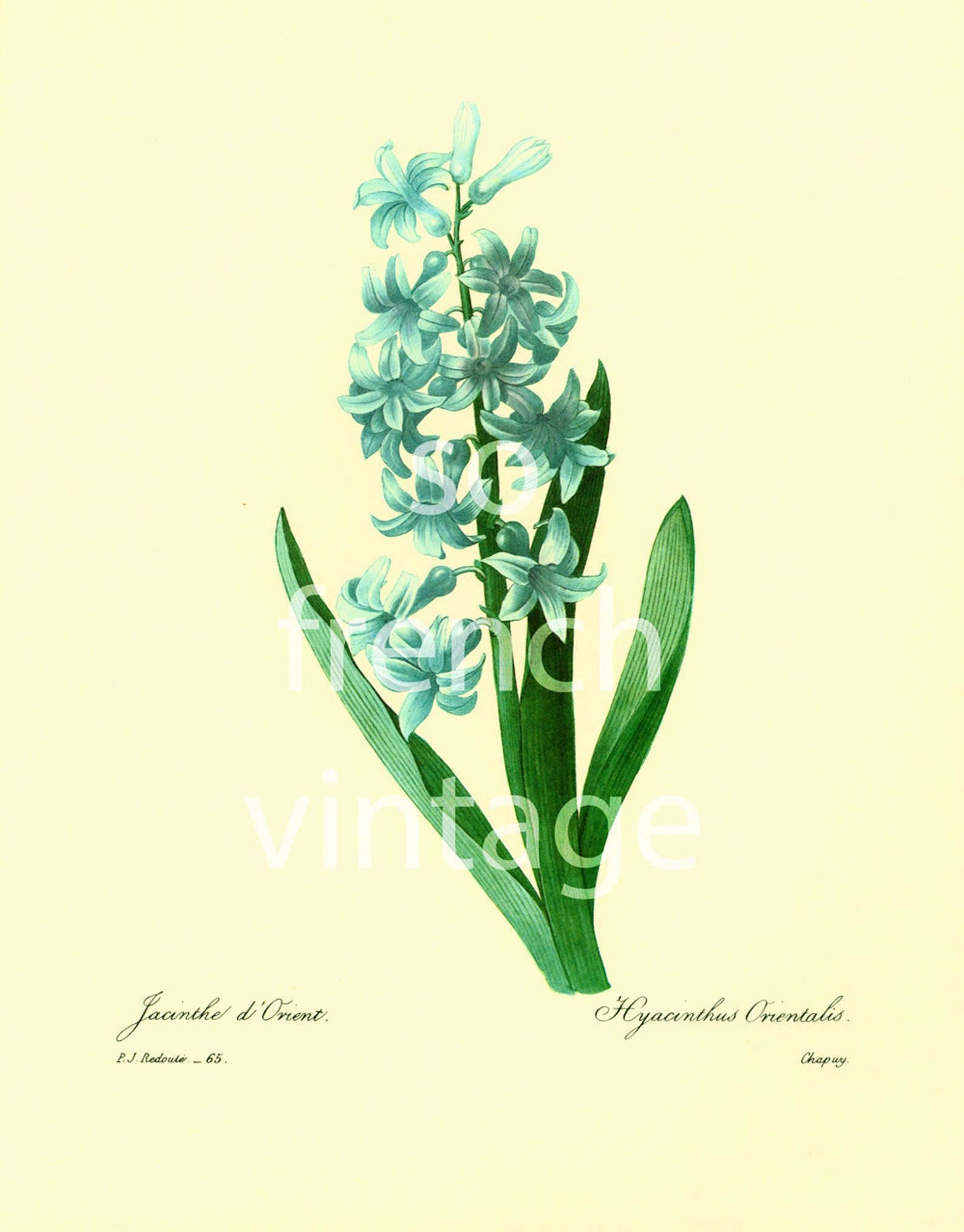 Blue Hyacinth Large Size Illustration Redoute French Botanical Print - Etsy