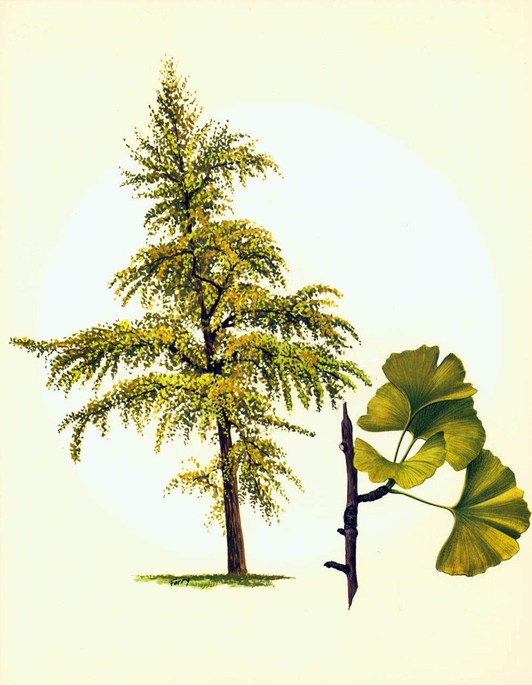 1967 Vintage Ginkgo Print, Leaf Print, Vintage Botanical Wall Art Home ...