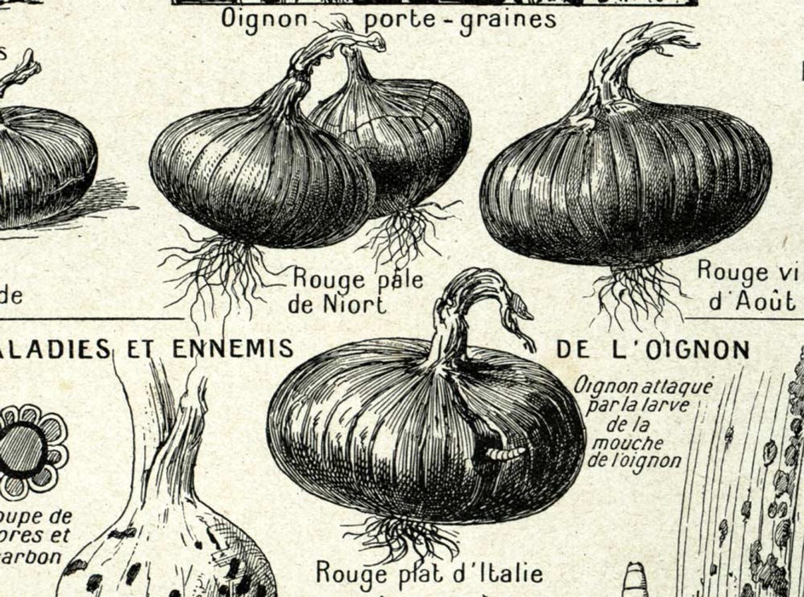 1922 Onion Chart Vintage Vegetable Print Antique Onion Print | Etsy