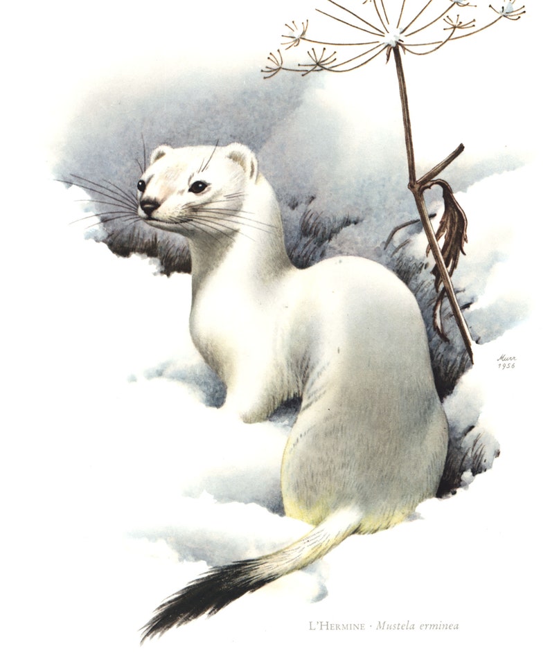 1974 Stoat in Winter, White Ermine Art Print, Wild Animal Mustela ...